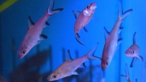 Mini Sharks For Aquariums - Our Aquariums