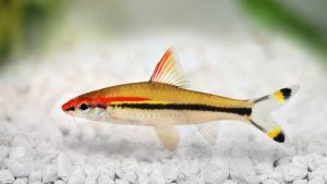 Mini Sharks For Aquariums - Our Aquariums