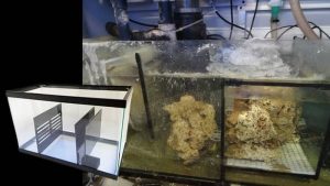 Aquarium Sump Pump Size Calculator - Our Aquariums