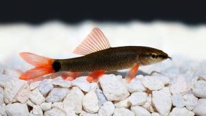 Mini Sharks For Aquariums - Our Aquariums