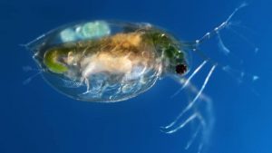 How To Get Rid Of Water Fleas In An Aquarium - Our Aquariums