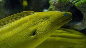 Saltwater Aquarium Eels - Our Aquariums