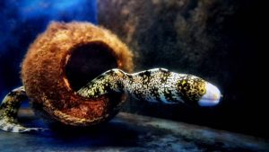 Saltwater Aquarium Eels - Our Aquariums