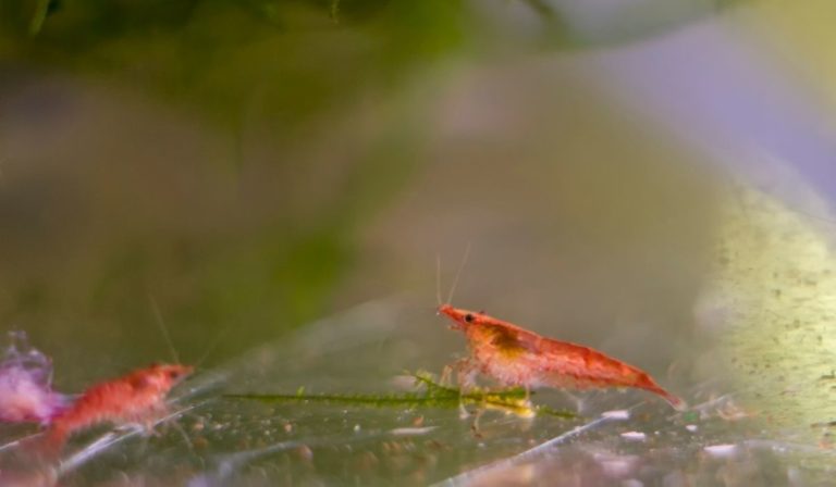 Seed Shrimp In The Aquarium - How To Get Rid Of Them?