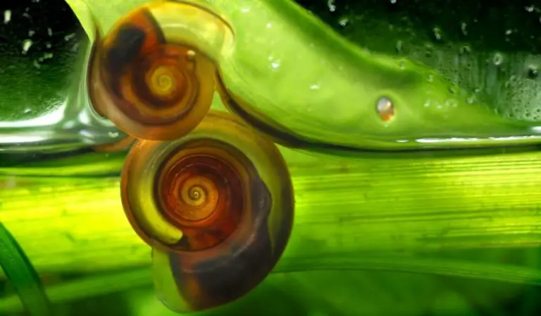 The Best Guide on What to Feed Aquarium Snails - Our Aquariums