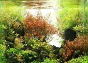 Aquarium Plant Problems Chart - Our Aquariums