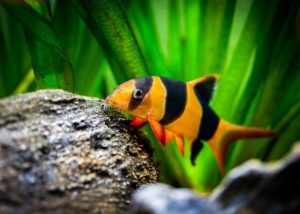 Longest Living Aquarium Fish - Our Aquariums