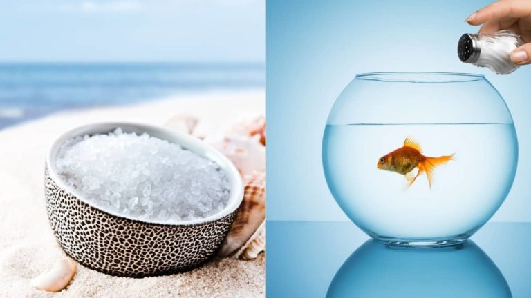 Aquarium Salt Vs Table Salt - The Best Guide - Our Aquariums