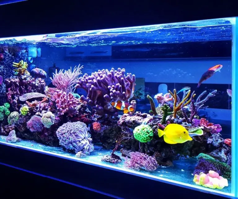 How to Clean a 75 Gallon Fish Tank? - Our Aquariums