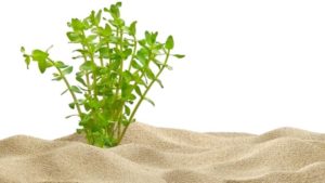 The Ultimate Guide To Better Understanding Planted Aquarium Substrate ...