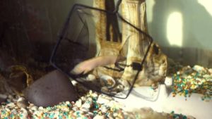 The Top Way To Fight Whirling Disease In Aquarium Fish - Our Aquariums