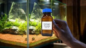 Hydrogen Peroxide Aquarium Dosage & 3 Best Ways To Use It - Our Aquariums