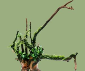 How to Attach Java Moss to Driftwood? - Our Aquariums