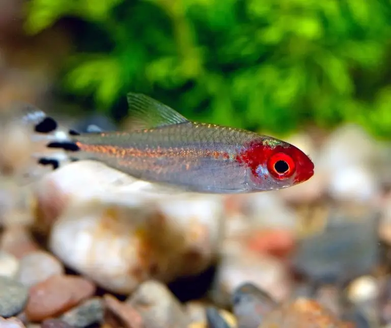 How to Breed Rummy Nose Tetra? - Our Aquariums