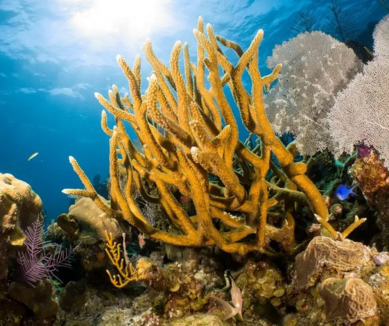 How to Get Rid Of Staghorn Algae? - Our Aquariums