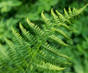 How to Grow Java Fern Fast? - Our Aquariums