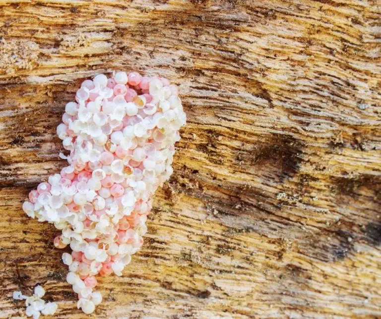 How to Hatch Snail Eggs? - Our Aquariums