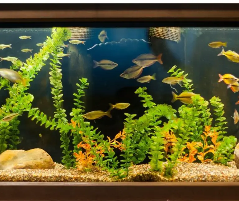 How to Propagate Java Fern? - Our Aquariums