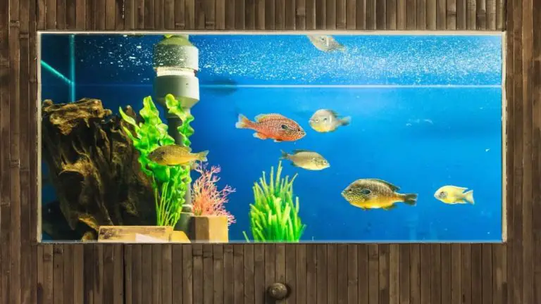 Hydrogen Peroxide Aquarium Dosage & 3 Best Ways To Use It - Our Aquariums