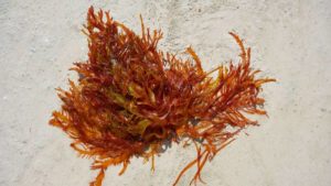 Red Algae In A Saltwater Aquarium & 4 Smart Ways To Control Them - Our ...