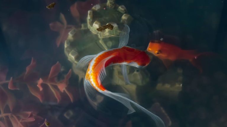 The Top Way To Fight Whirling Disease In Aquarium Fish - Our Aquariums