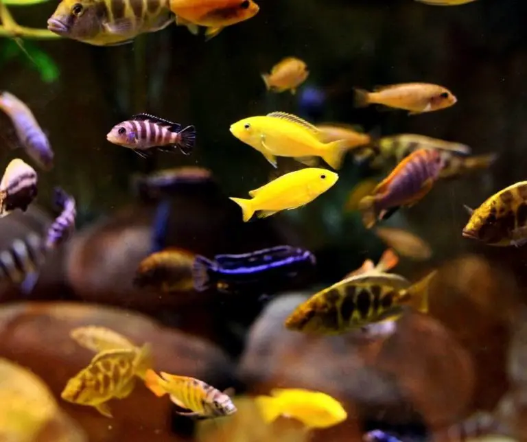 How to Yo Yo Fish? - Our Aquariums