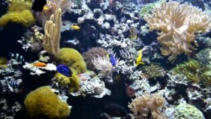 Can Saltwater Fish Get Ick? 5 Colossal Things You Need To Know About ...