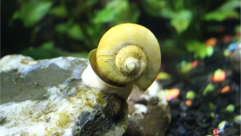 Can Mystery Snails Live Out Of Water? Science Explained! - Our Aquariums
