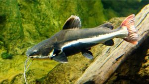 Can RedTail Catfish Live In Cold Water? A Short Guide To Caring For ...